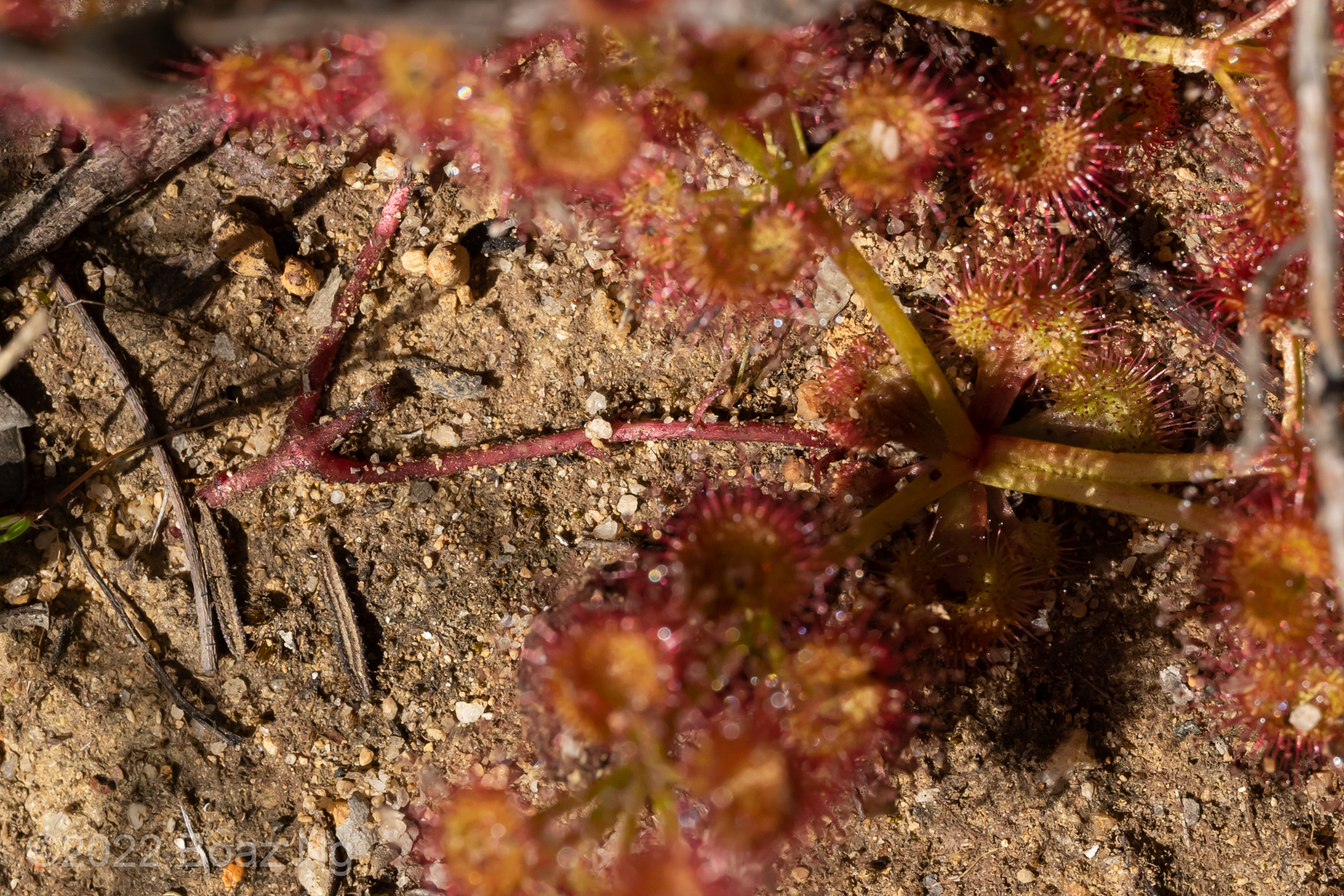 Drosera stolonifera Species Profile - Fierce Flora