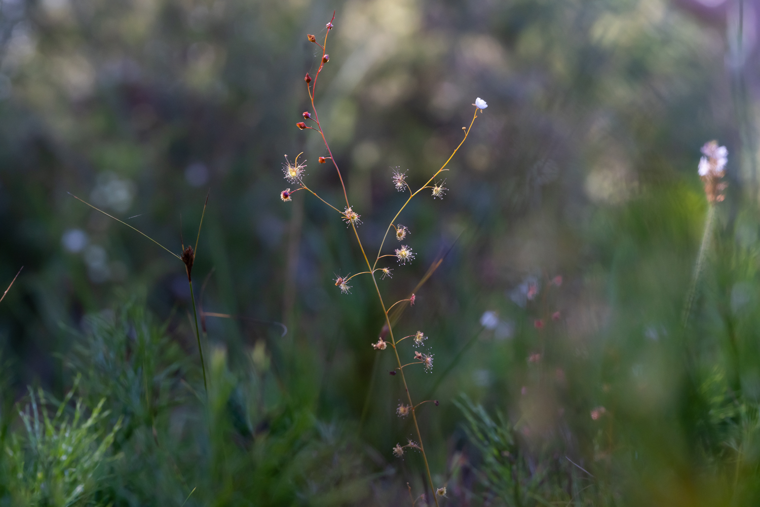 Drosera lunata Species Profile - Fierce Flora