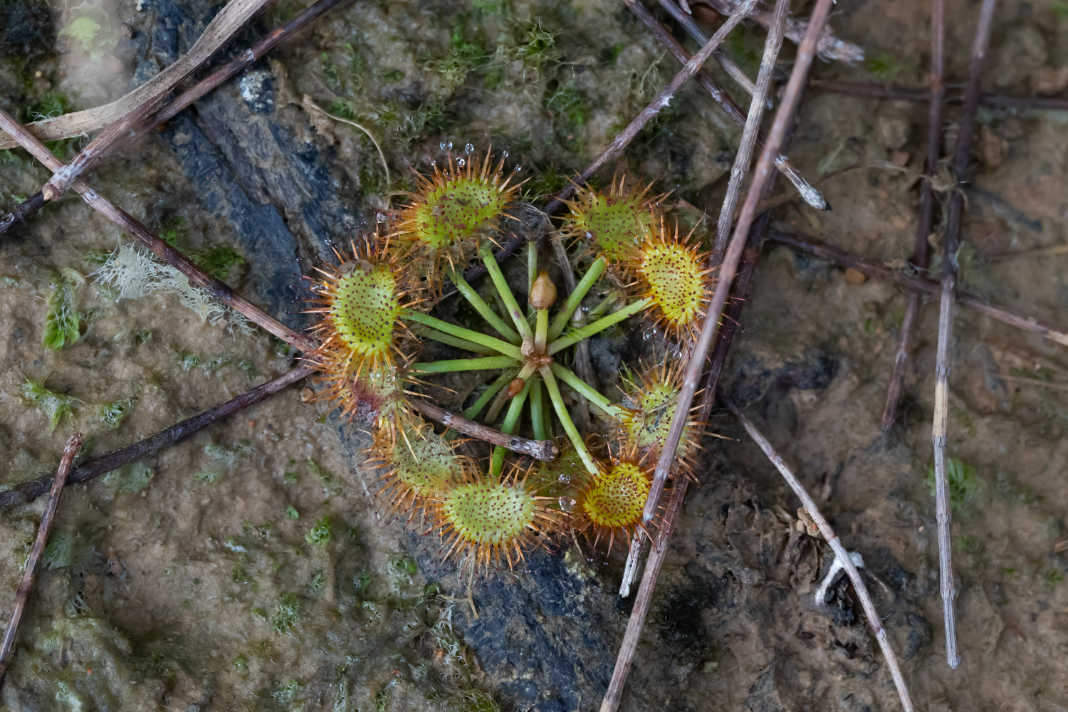 Drosera lunata Species Profile - Fierce Flora