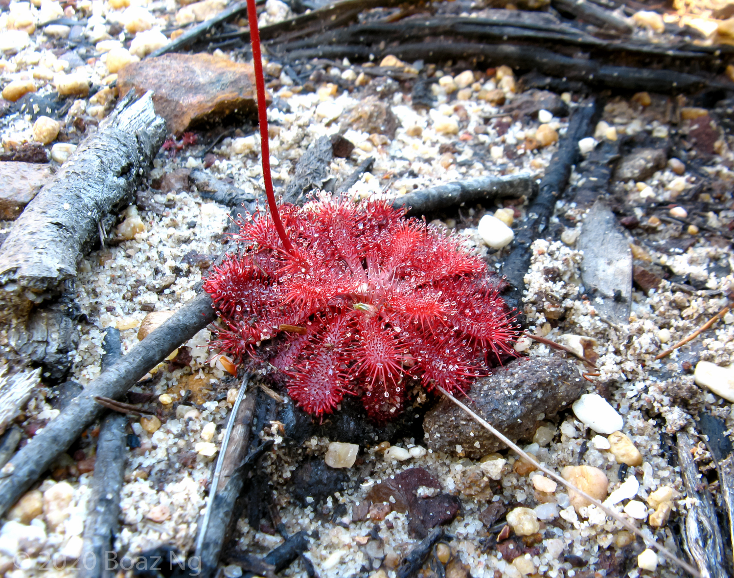 Drosera spatulata Species Profile - Fierce Flora