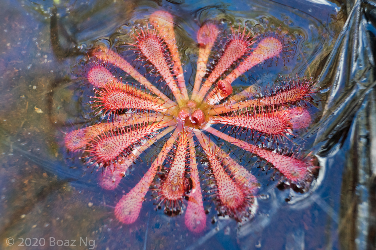 Drosera spatulata Species Profile - Fierce Flora