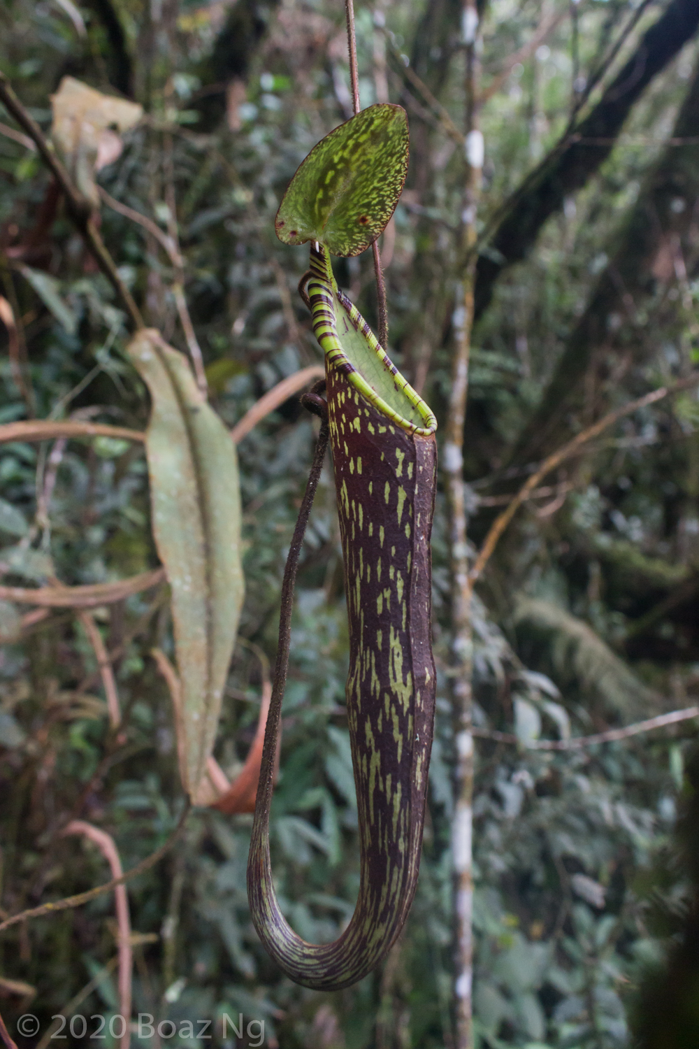 Nepenthes spectabilis Species Profile - Fierce Flora