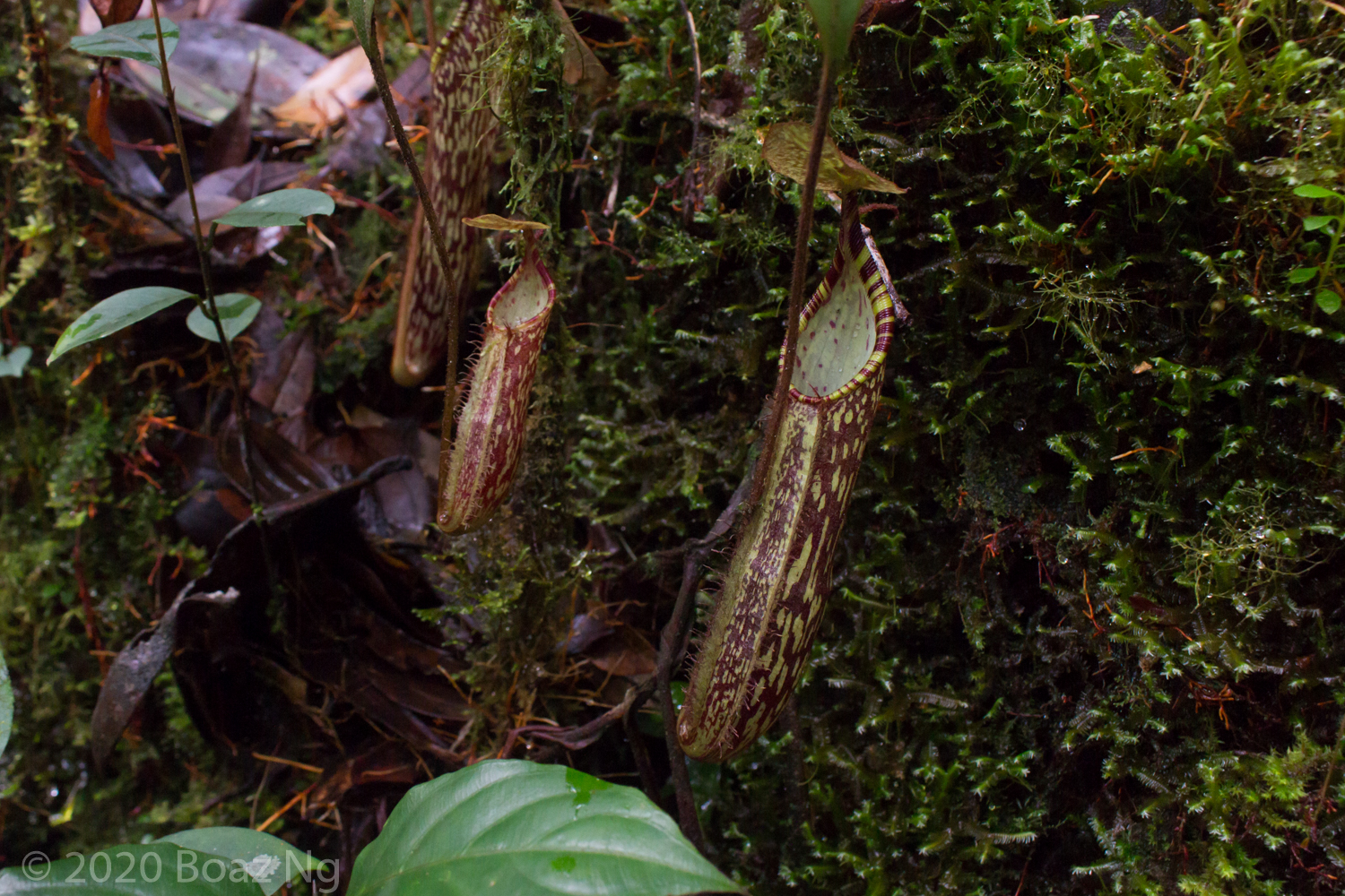 Nepenthes spectabilis Species Profile - Fierce Flora