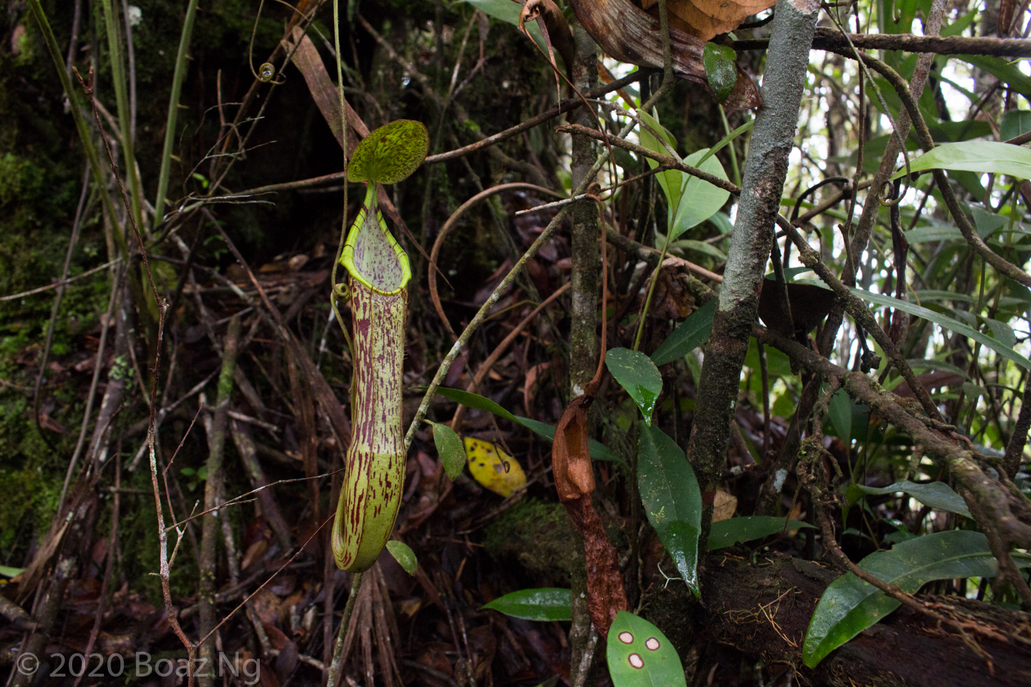 Nepenthes spectabilis Species Profile - Fierce Flora