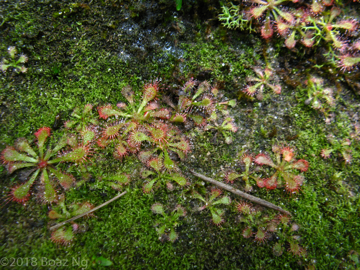 Drosera spatulata Species Profile - Fierce Flora