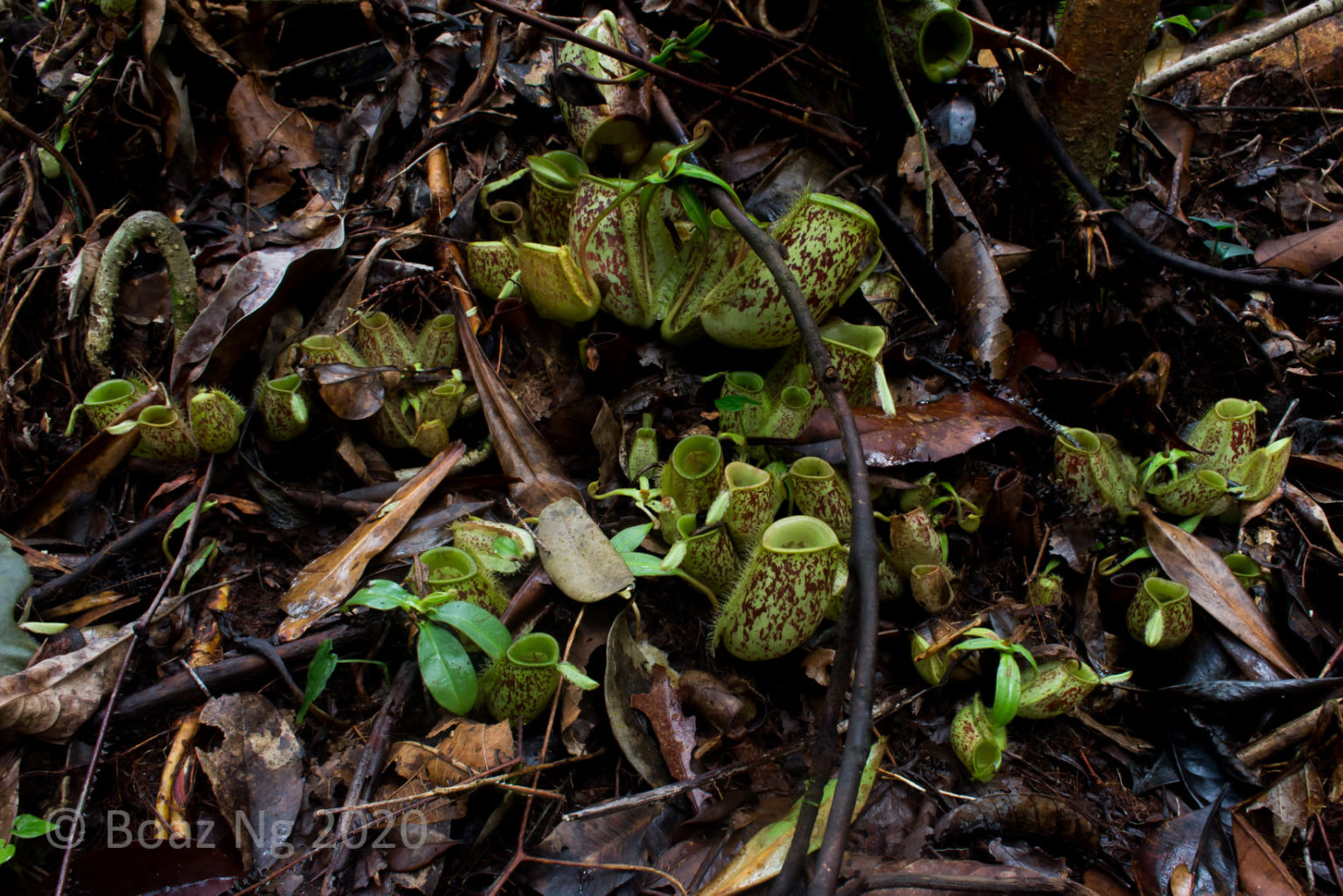 Nepenthes ampullaria - Sumatra - Fierce Flora