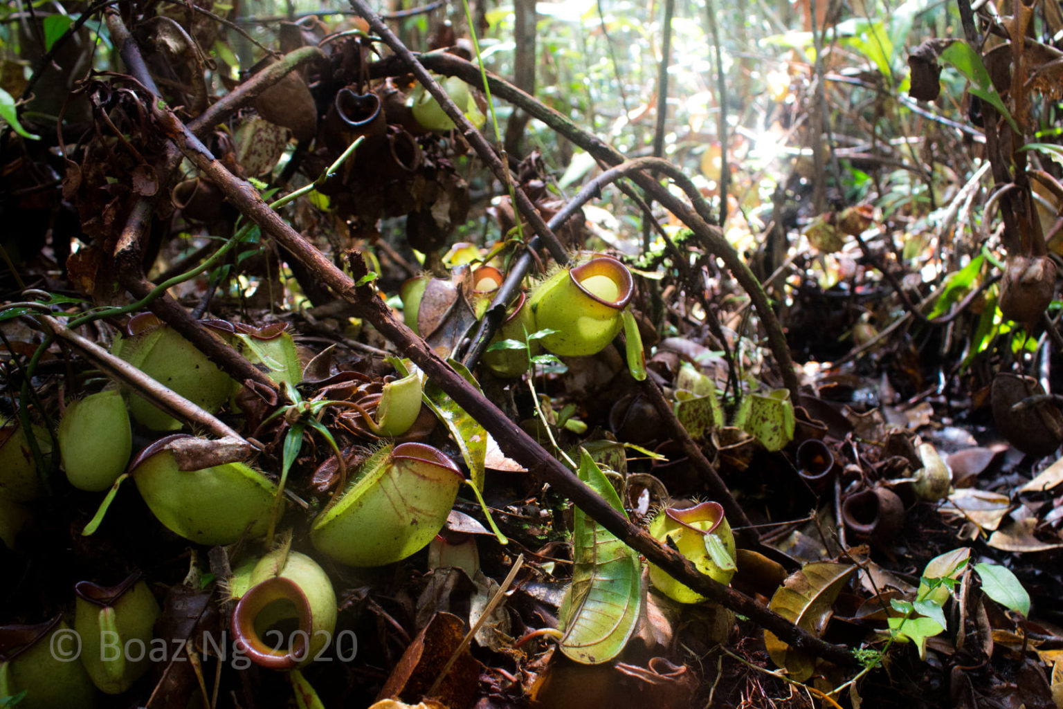 Nepenthes ampullaria - Sumatra - Fierce Flora