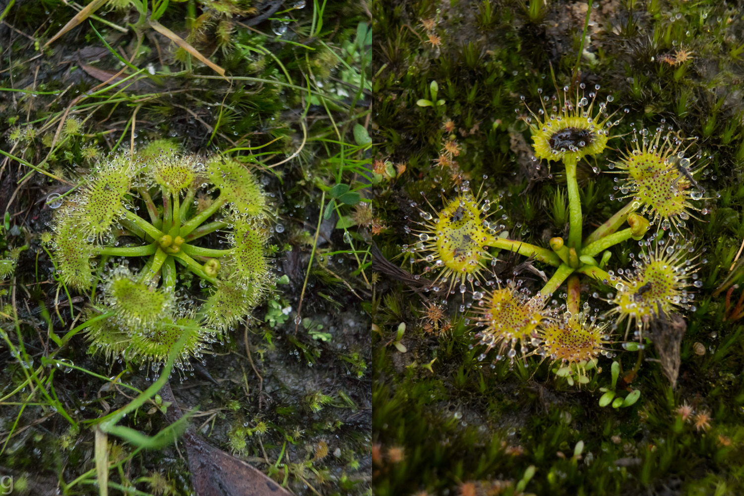 Comparing Drosera hookeri and Drosera gunniana of the Melbourne region ...