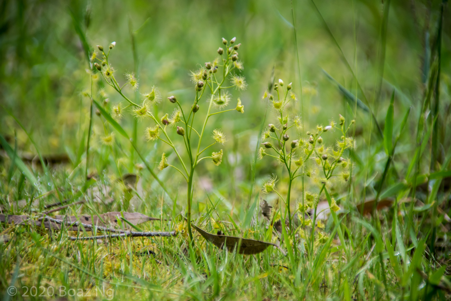 Drosera hookeri Species Profile - Fierce Flora
