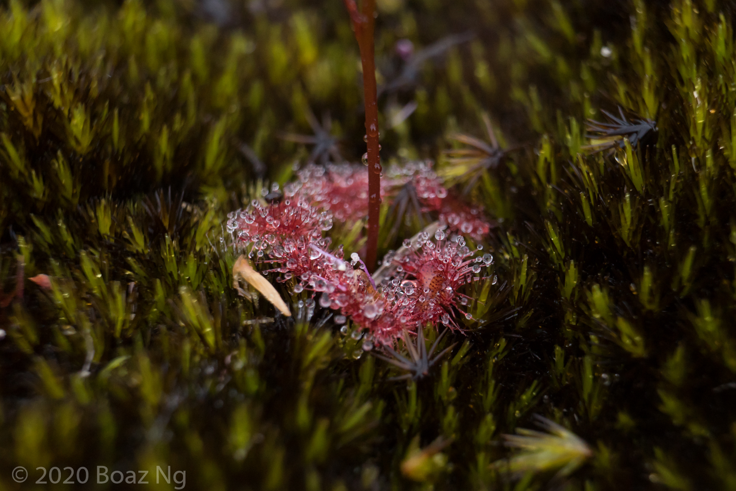 Drosera gracilis - lowland form Species Profile - Fierce Flora