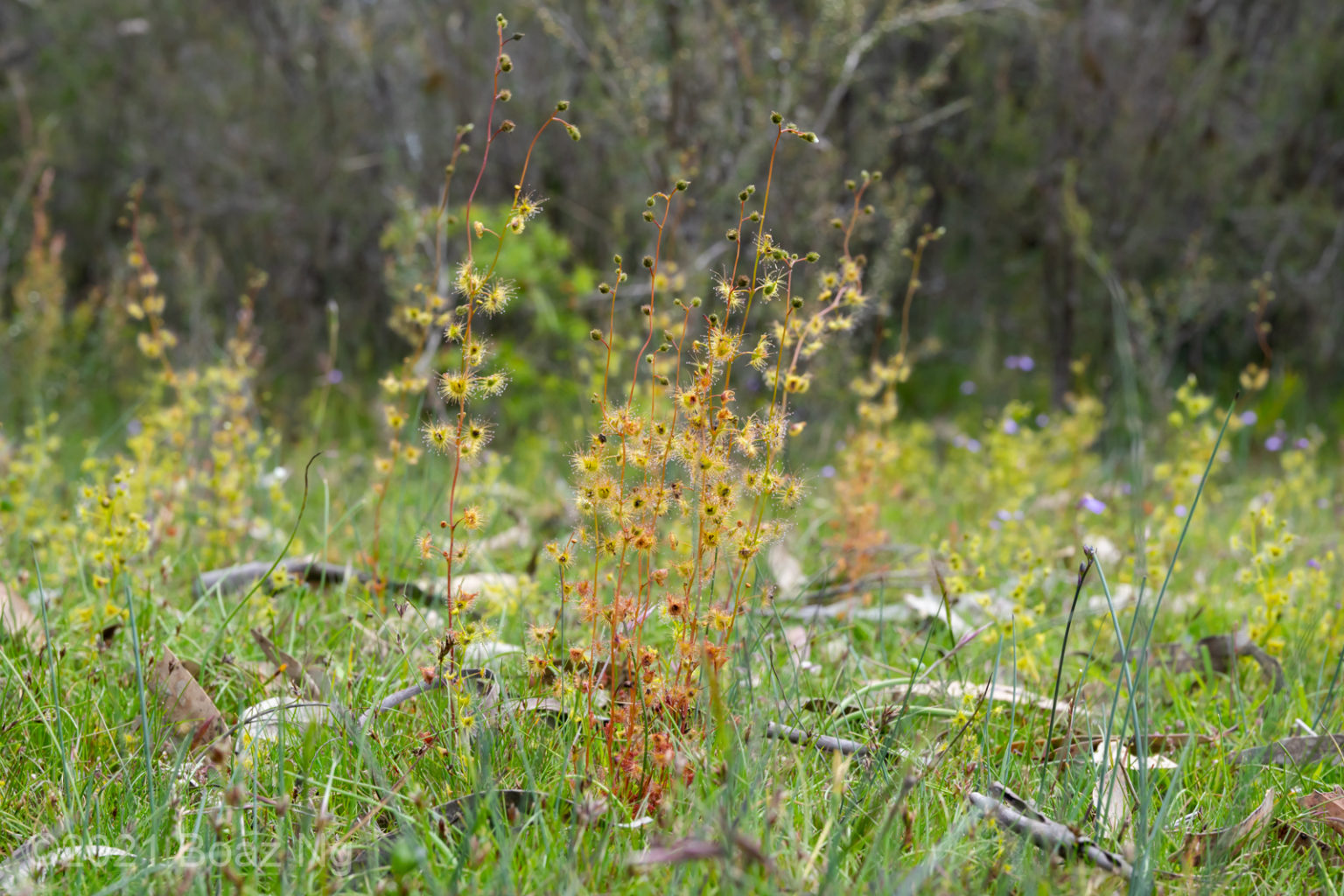 Drosera gracilis - lowland form Species Profile - Fierce Flora