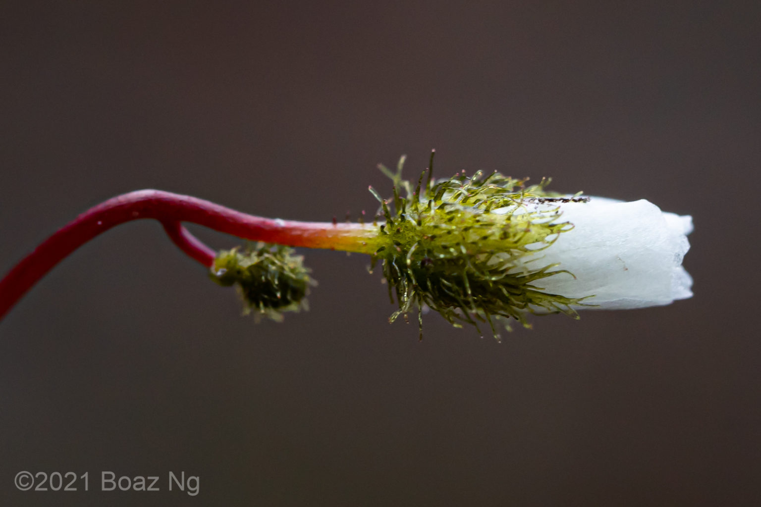 Drosera gracilis - lowland form Species Profile - Fierce Flora