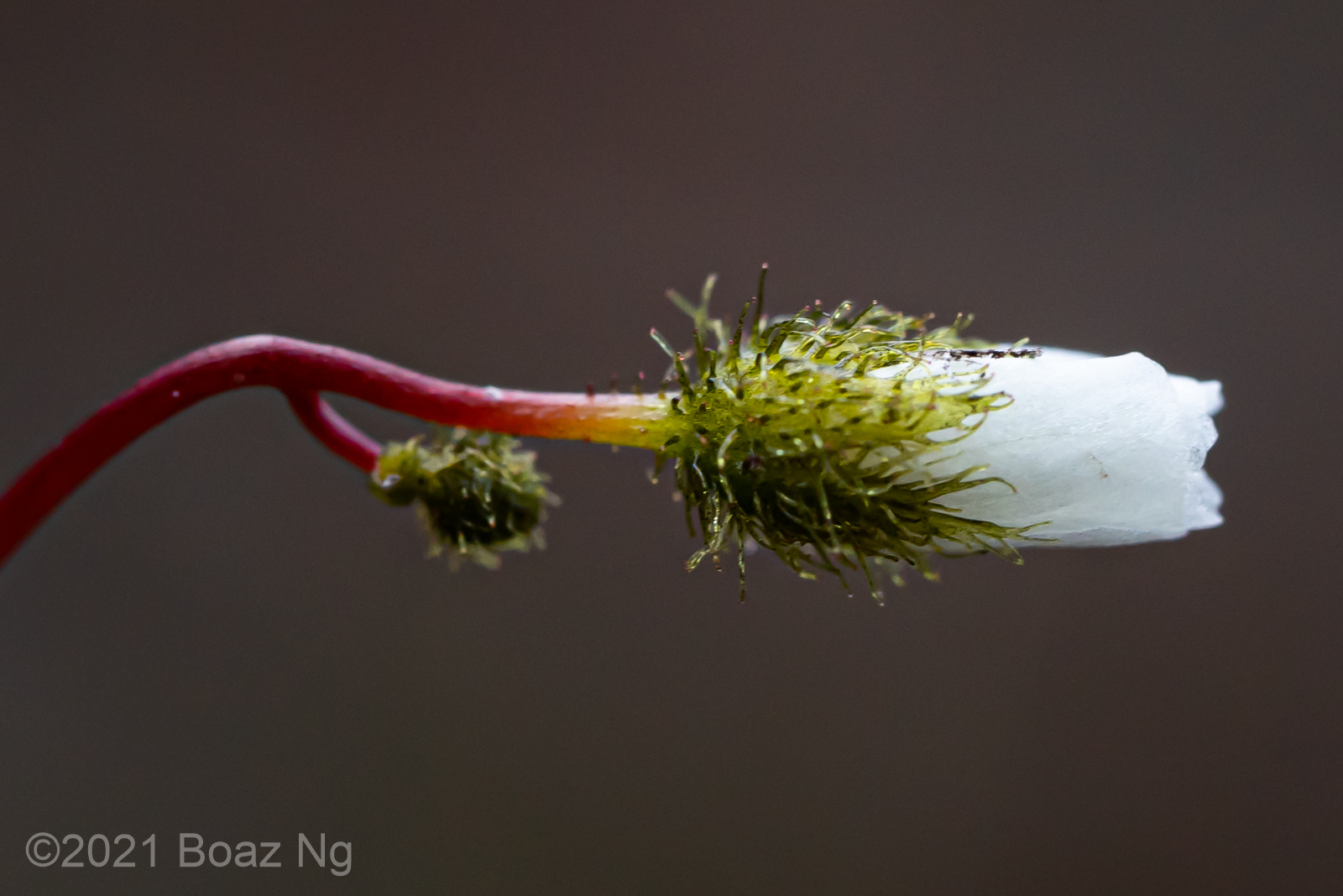 Drosera gracilis - lowland form Species Profile - Fierce Flora