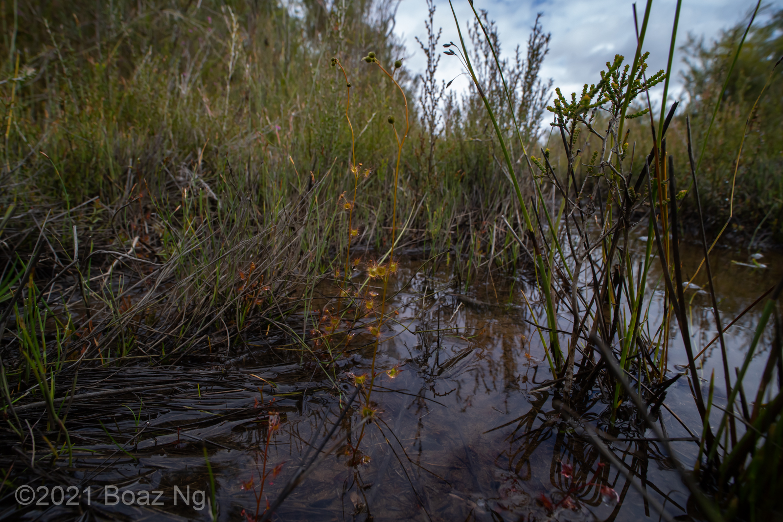 Drosera gracilis - lowland form Species Profile - Fierce Flora