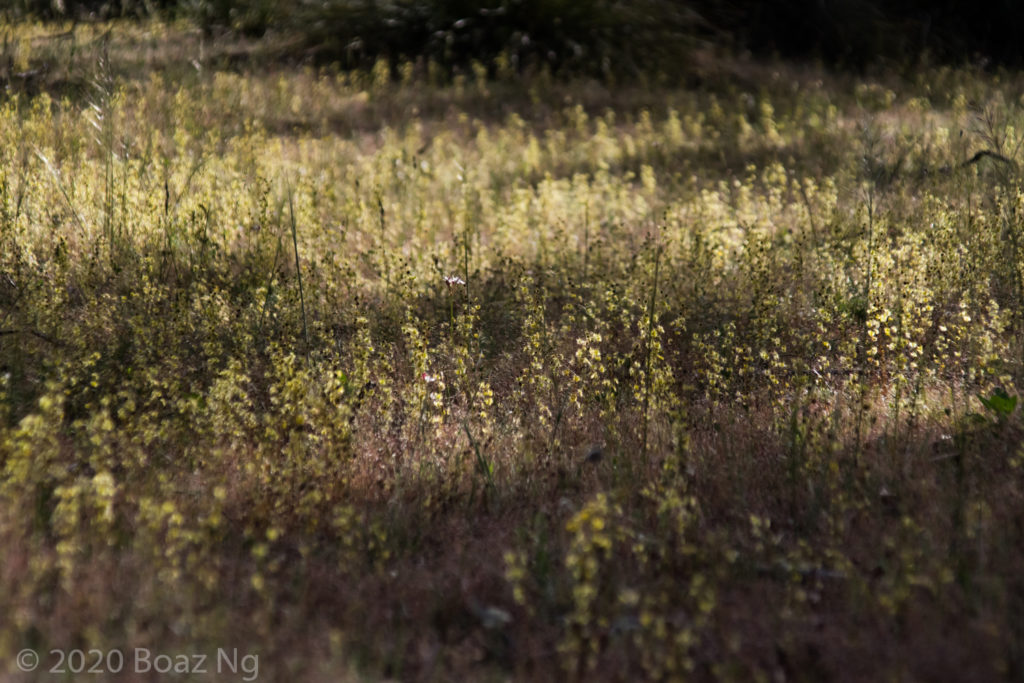 Drosera yilgarnensis Species Profile - Fierce Flora