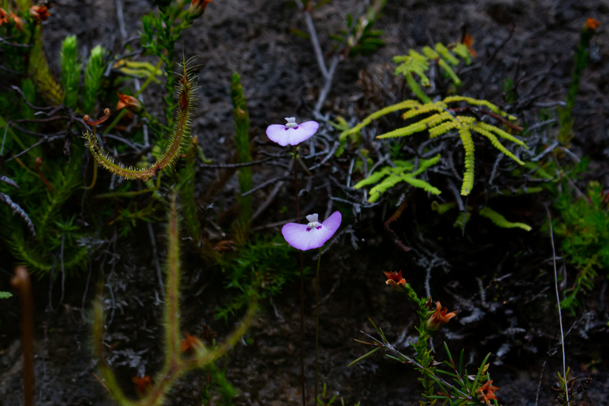 Utricularia uniflora Species Profile - Fierce Flora