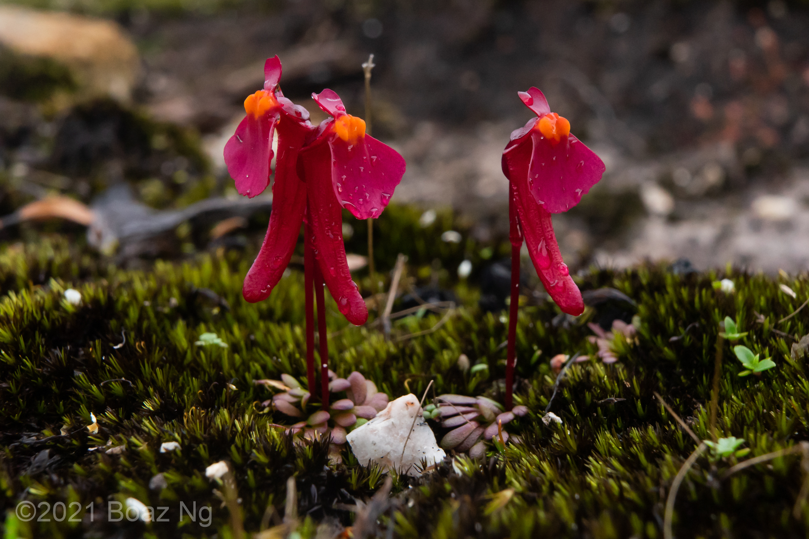Utricularia menziesii Species Profile - Fierce Flora
