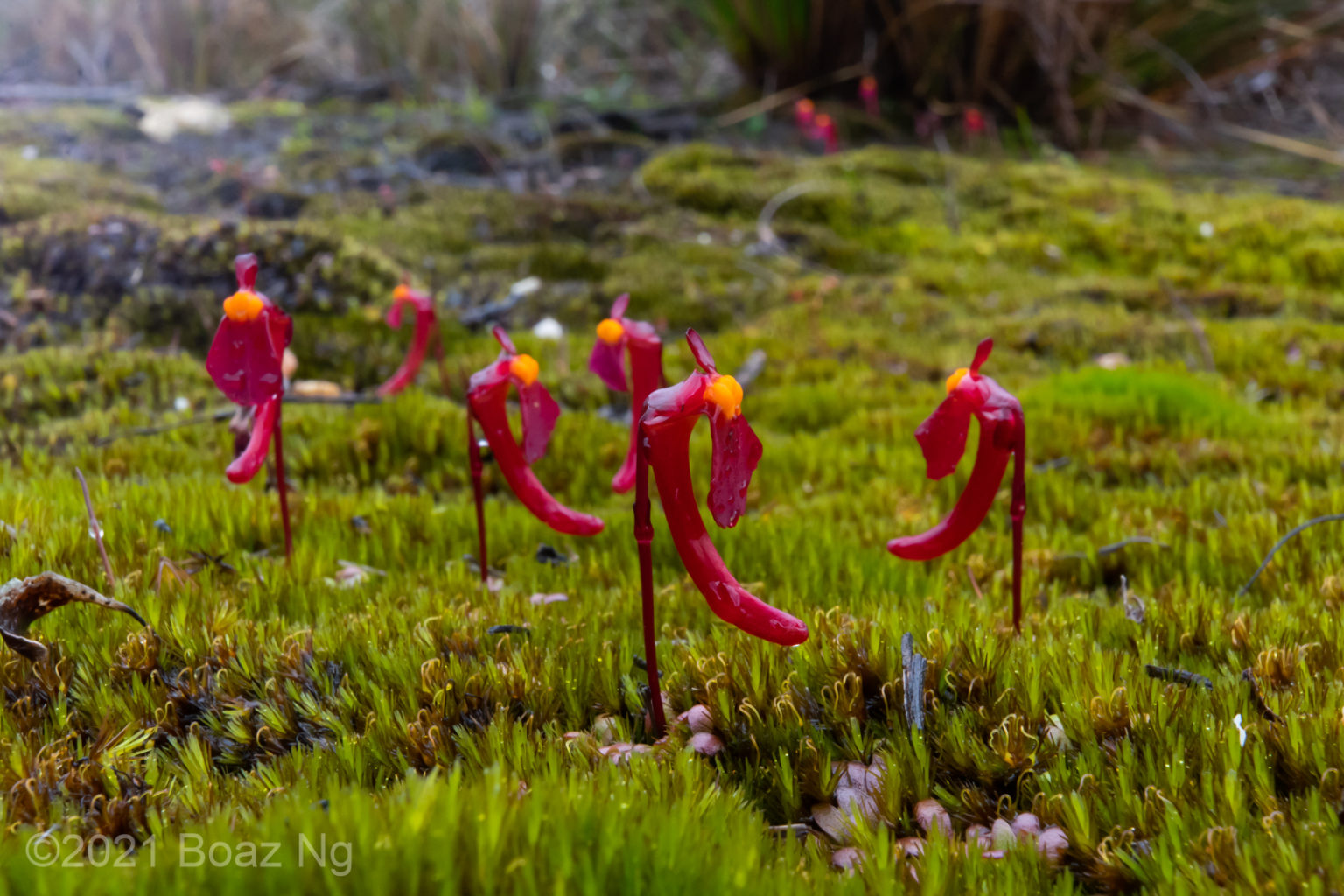 Utricularia menziesii Species Profile - Fierce Flora