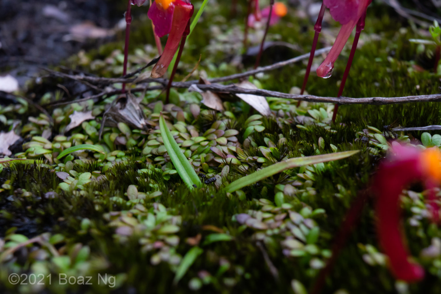 Utricularia menziesii Species Profile - Fierce Flora