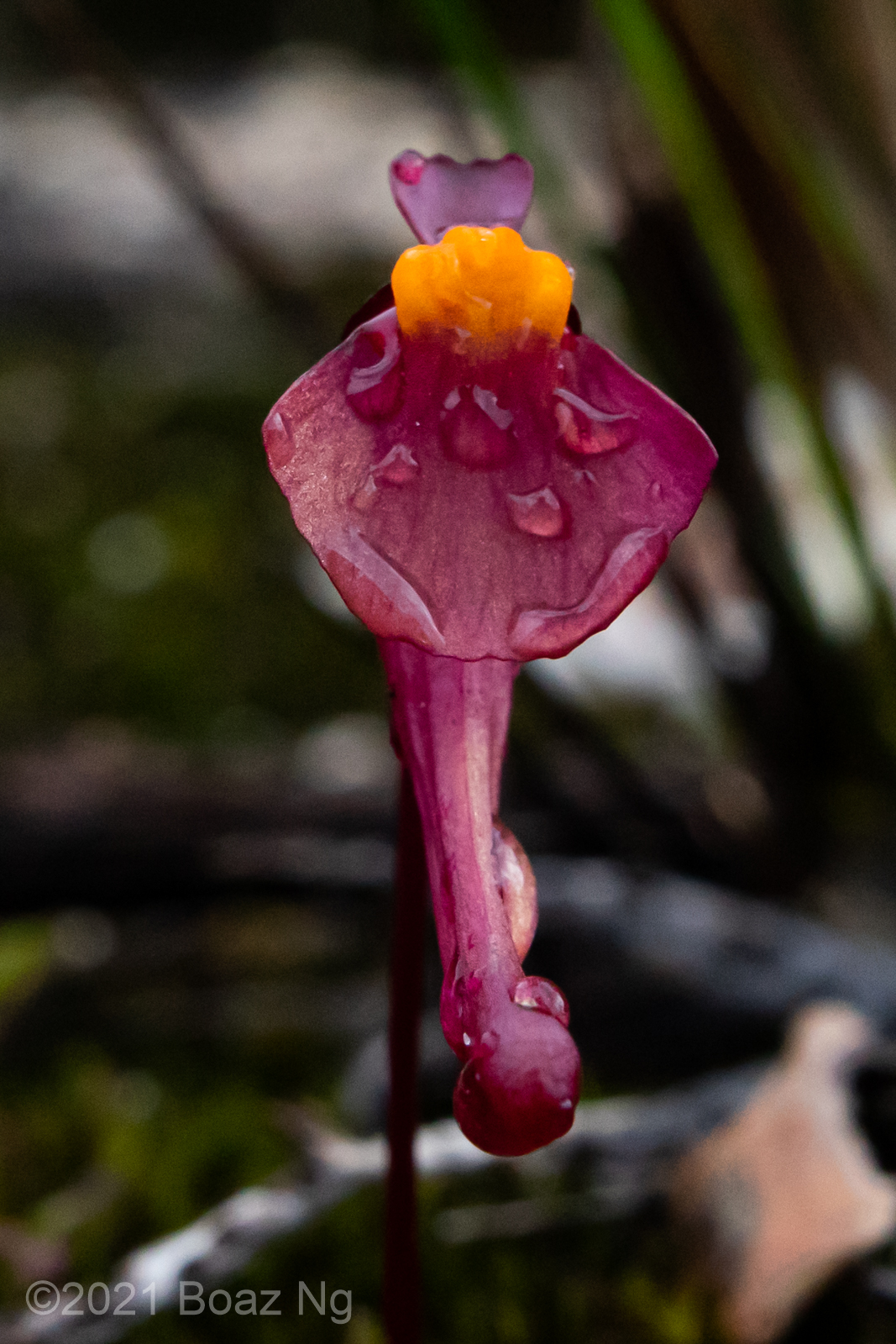 Utricularia menziesii Species Profile - Fierce Flora