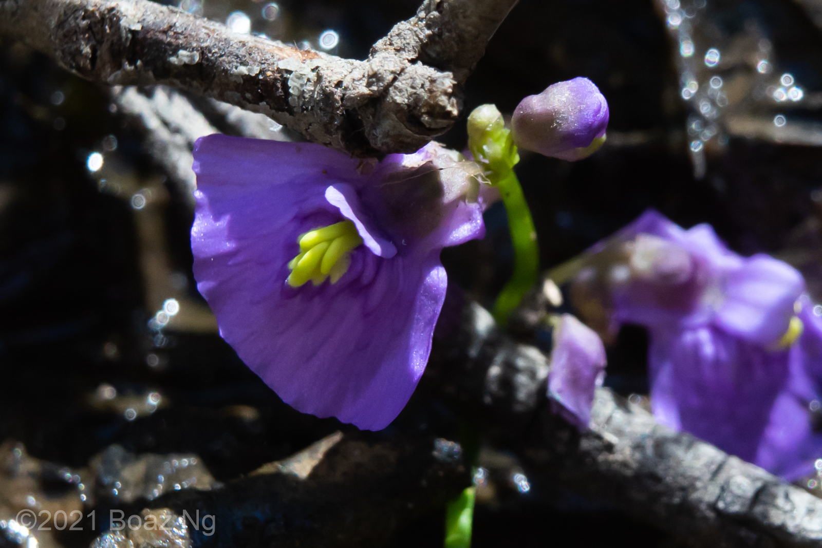 Utricularia beaugleholei subsp. orientalis Species Profile - Fierce Flora