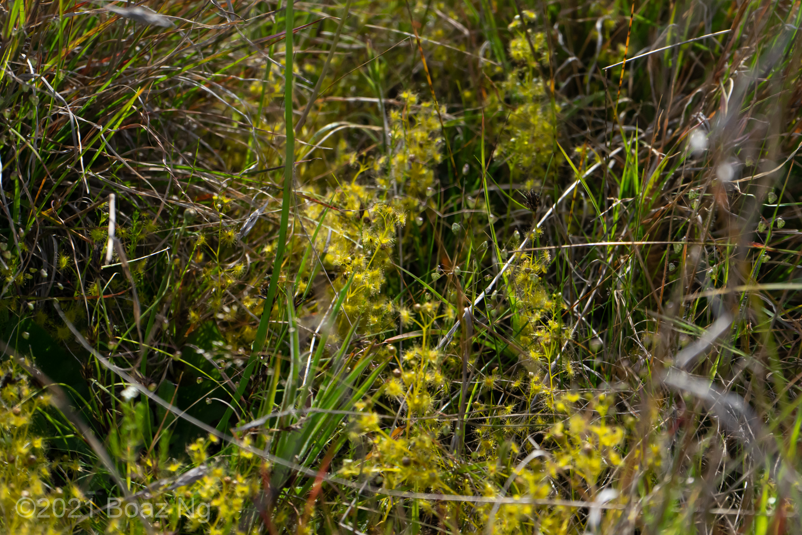 Victoria 2020: Part 1. The Wimmera - Fierce Flora