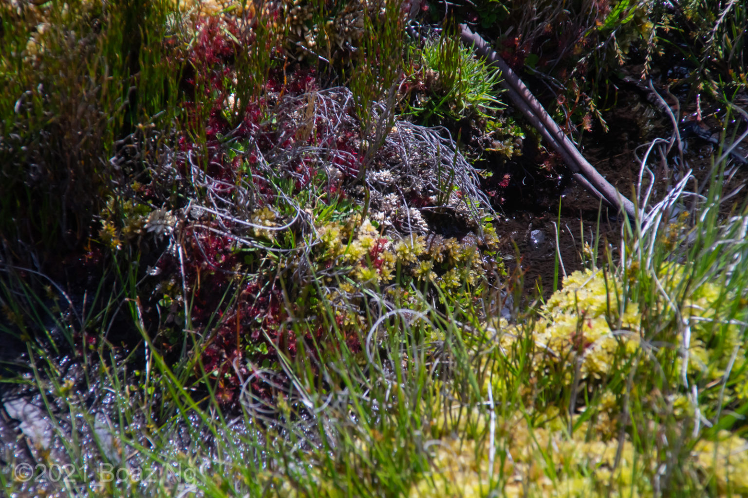 Drosera gracilis - alpine form Species Profile - Fierce Flora