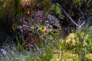 Drosera gracilis - alpine form Species Profile - Fierce Flora