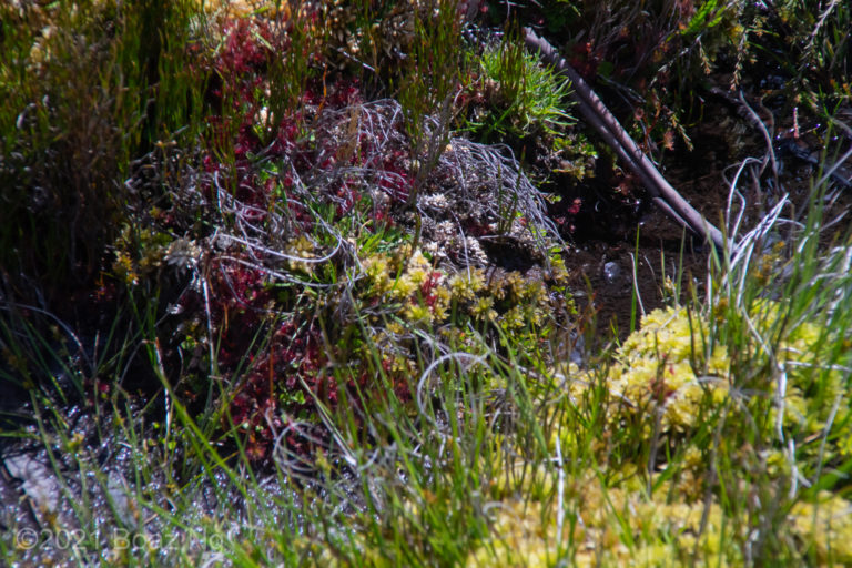 Drosera gracilis - alpine form Species Profile - Fierce Flora