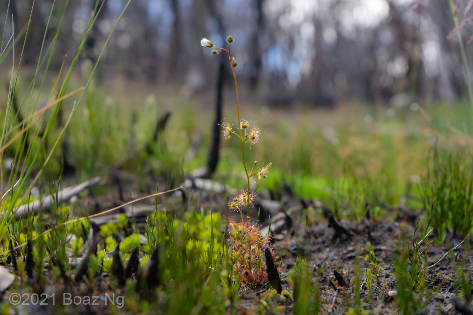 Drosera gracilis - alpine form Species Profile - Fierce Flora