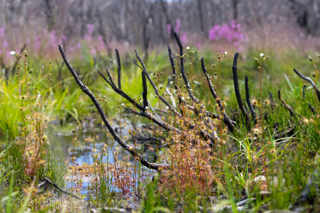Drosera gracilis - alpine form Species Profile - Fierce Flora