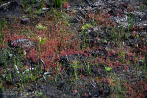 Drosera gracilis - alpine form Species Profile - Fierce Flora