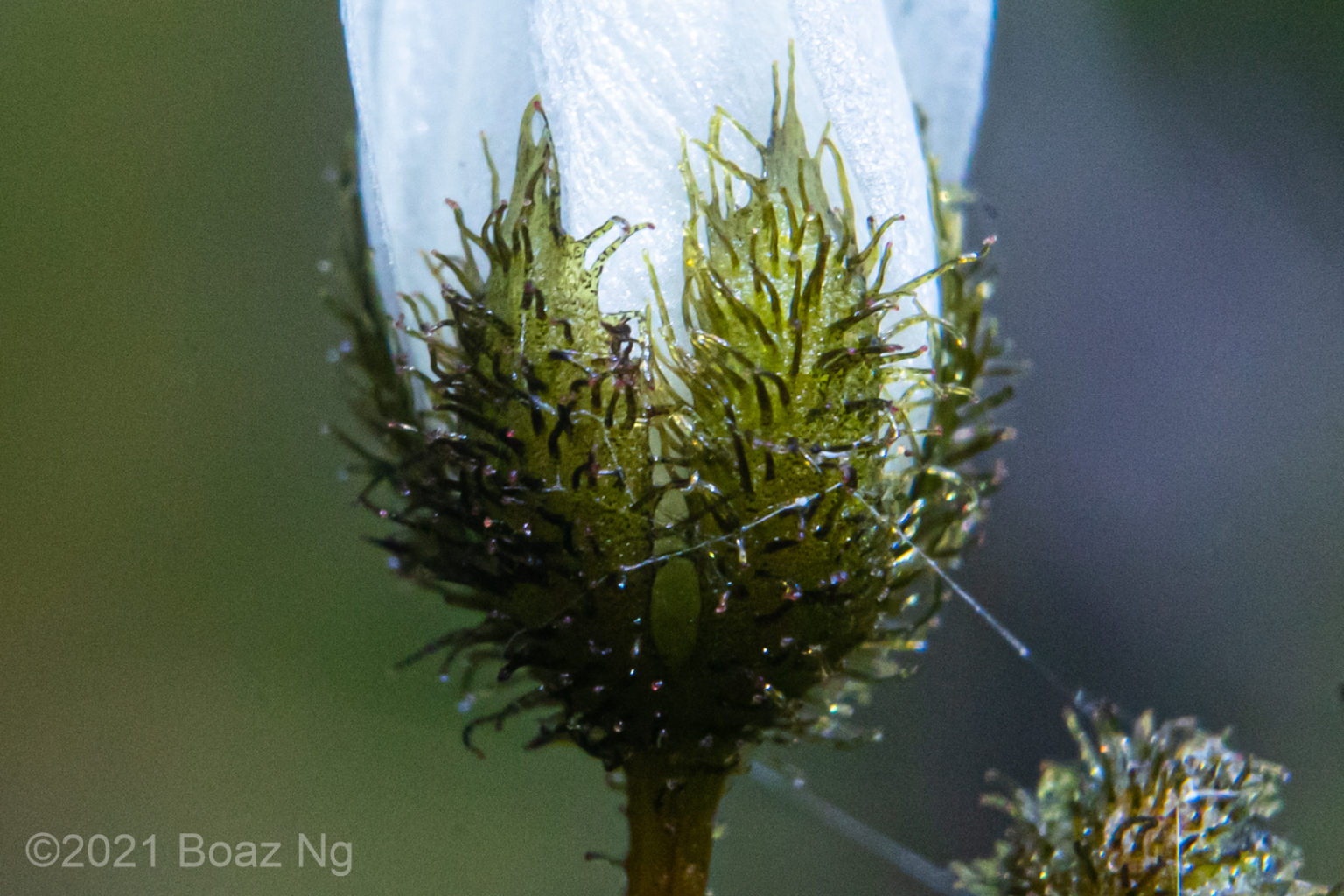 Drosera gracilis - alpine form Species Profile - Fierce Flora
