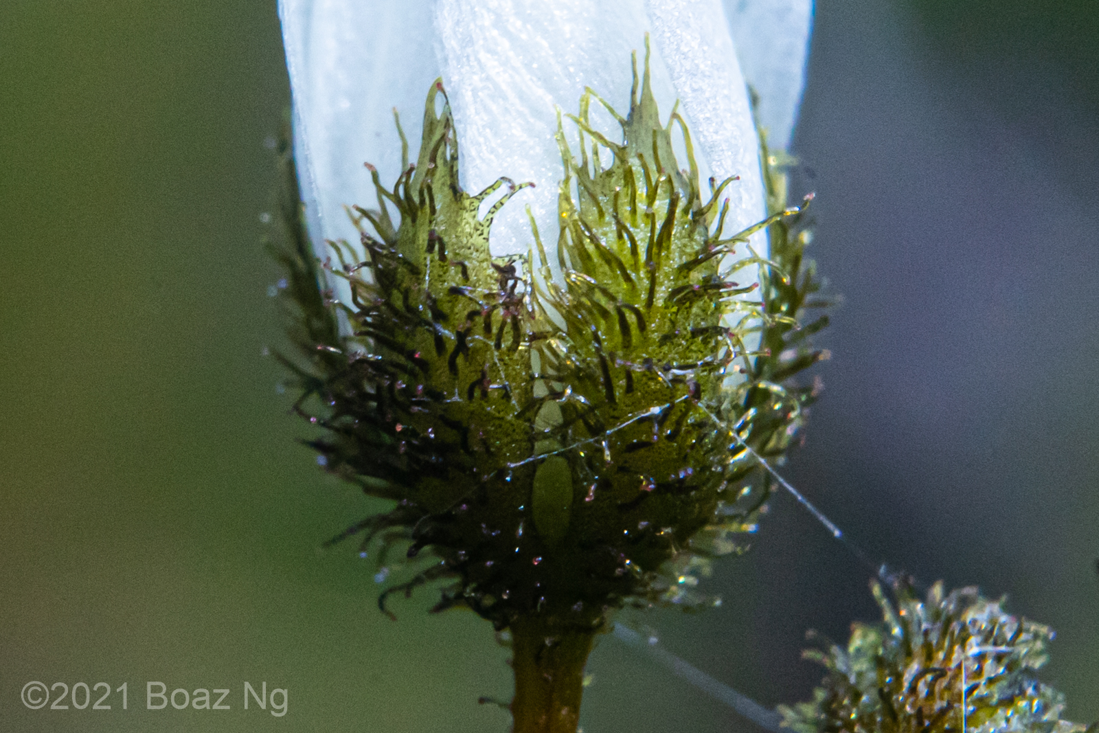 Drosera gracilis - alpine form Species Profile - Fierce Flora
