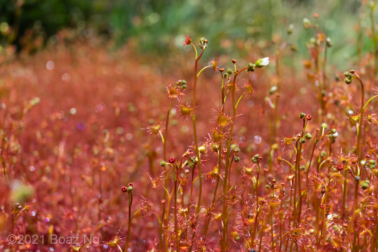 Drosera gracilis - alpine form Species Profile - Fierce Flora