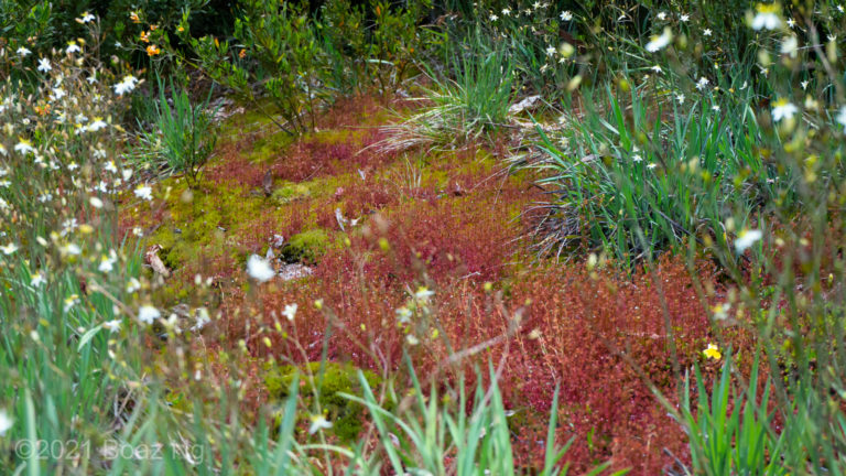 Drosera gracilis - alpine form Species Profile - Fierce Flora