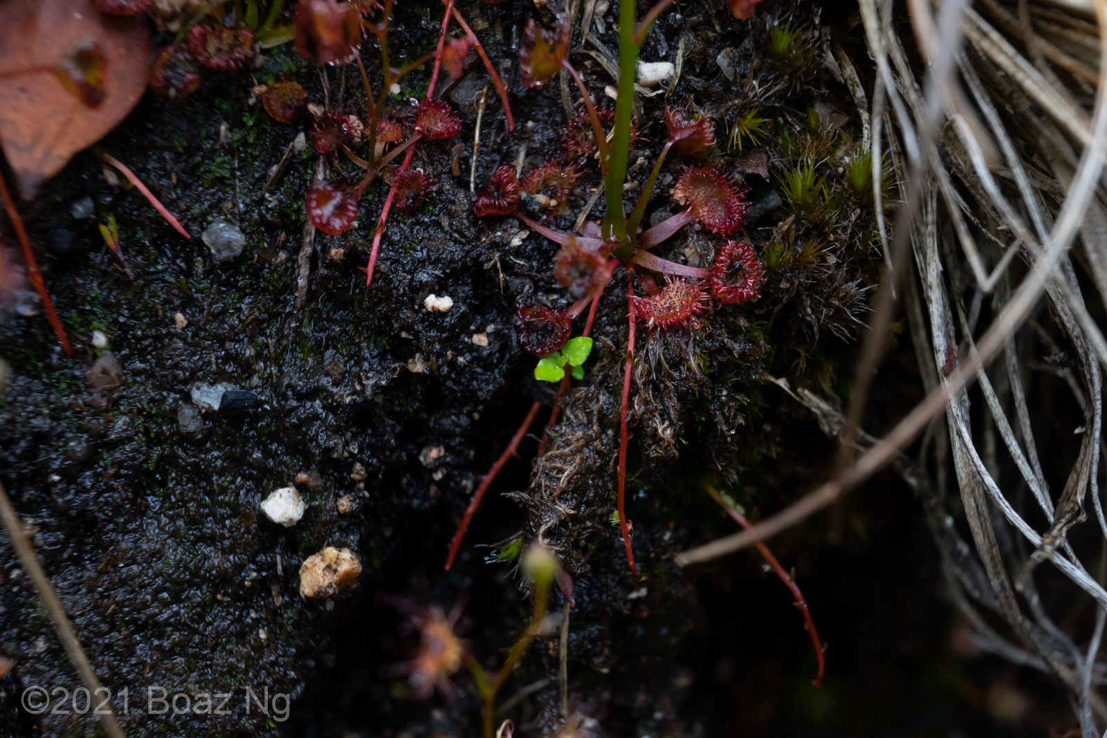 Drosera gracilis - alpine form Species Profile - Fierce Flora