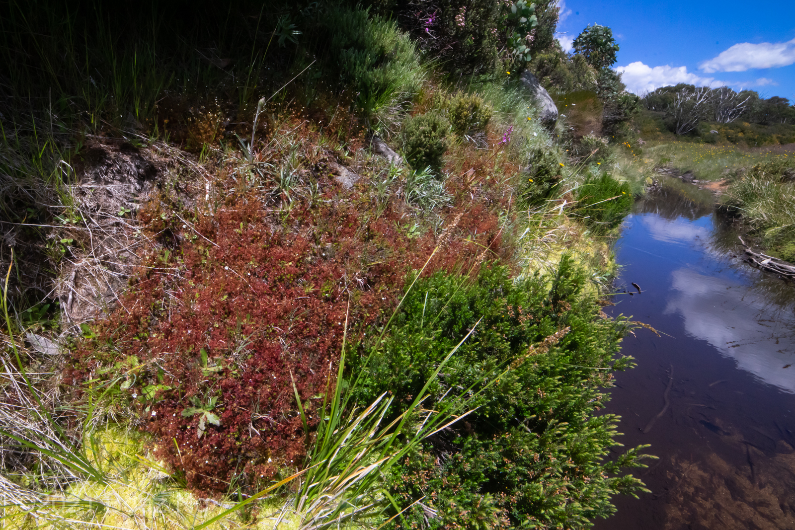 Drosera gracilis - alpine form Species Profile - Fierce Flora