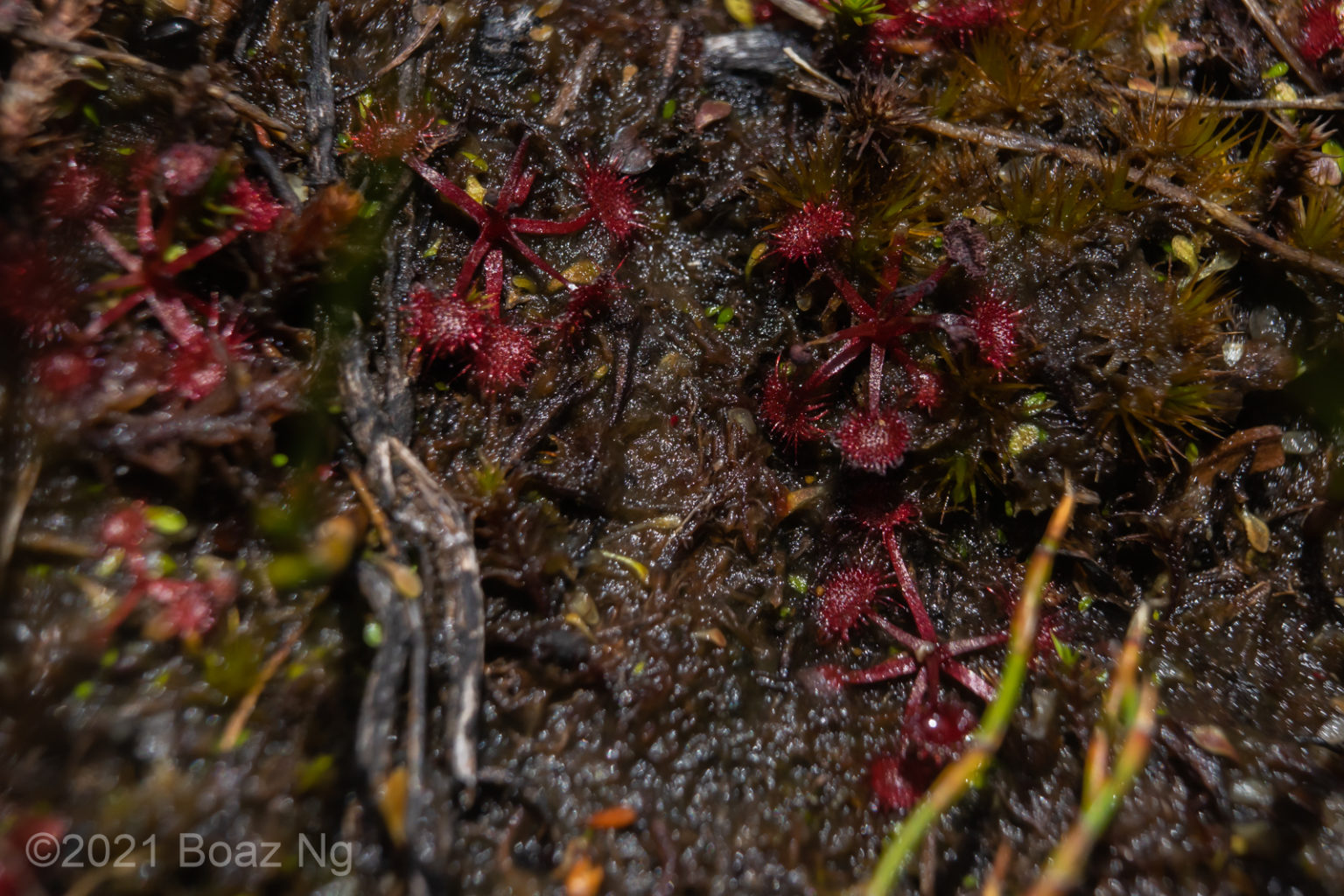 Drosera gracilis - alpine form Species Profile - Fierce Flora