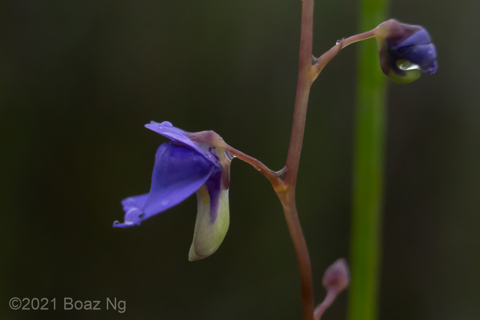 Utricularia biloba Species Profile - Fierce Flora