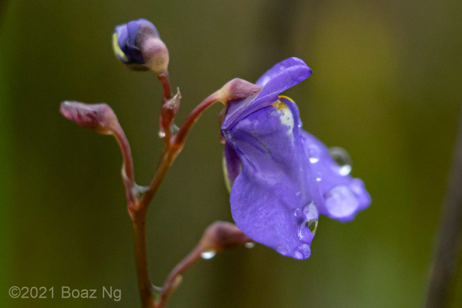 Utricularia biloba Species Profile - Fierce Flora