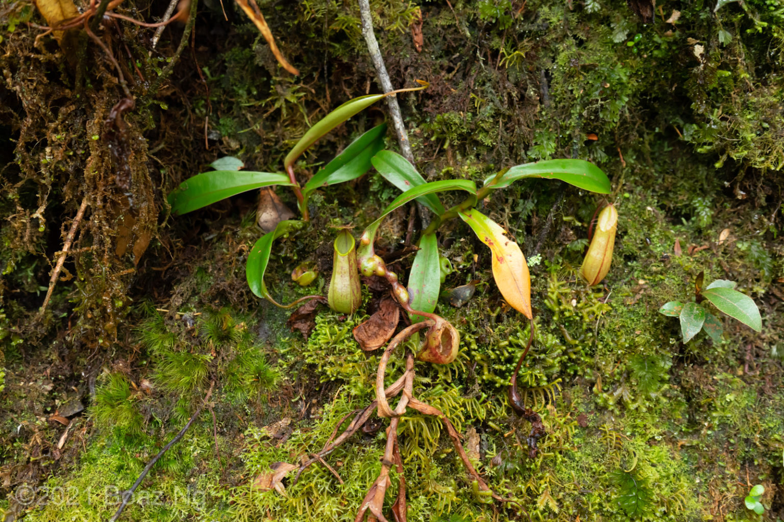 Nepenthes tentaculata Species Profile - Fierce Flora