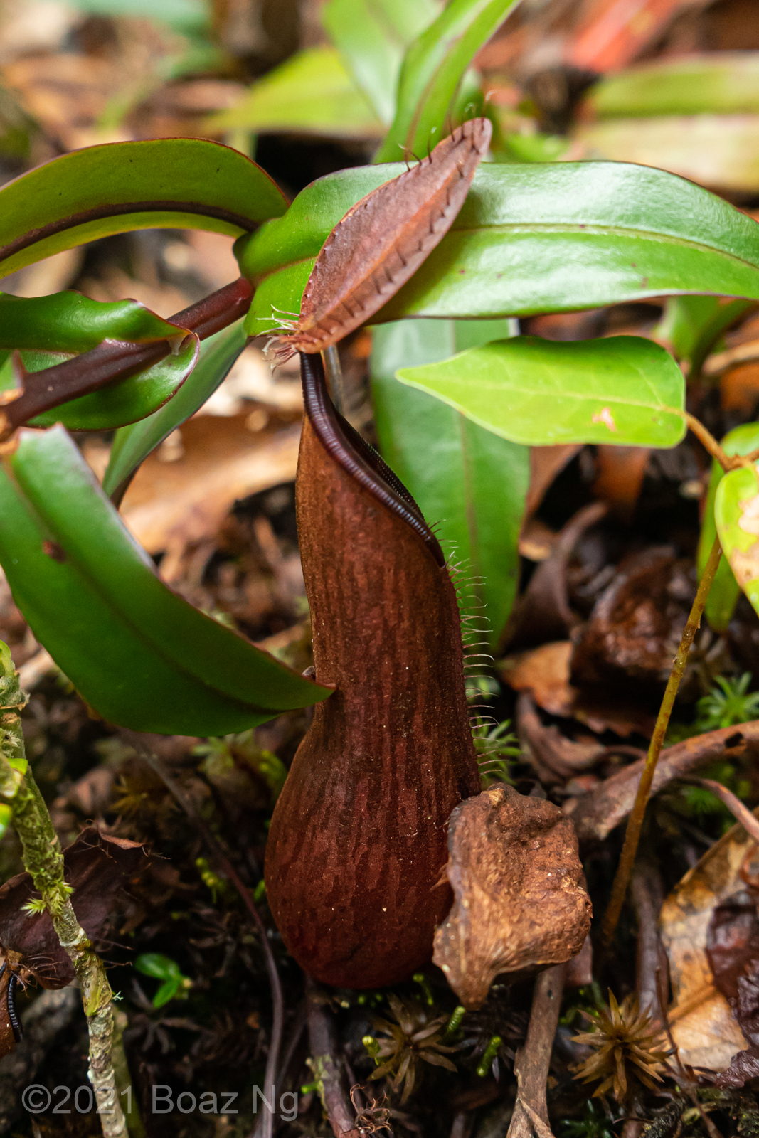 Nepenthes tentaculata Species Profile - Fierce Flora