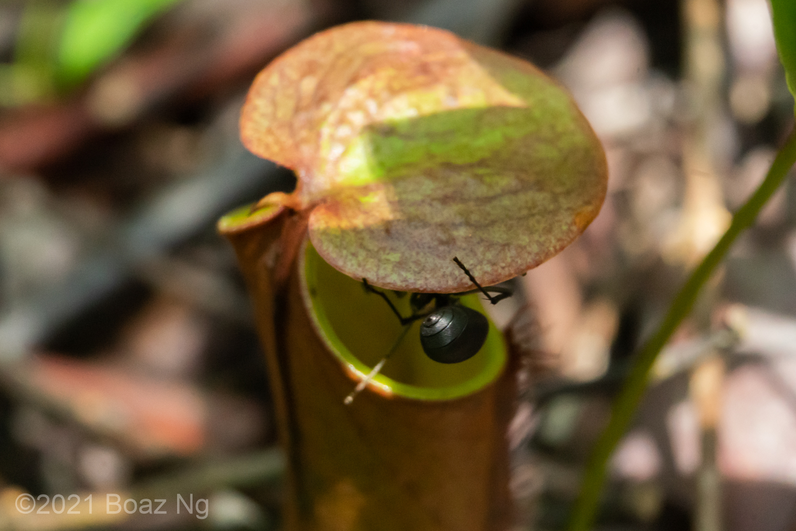 Nepenthes gracilis Species Profile - Fierce Flora