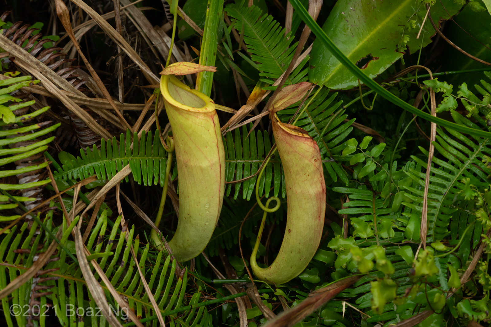 Nepenthes mirabilis Species Profile - Fierce Flora