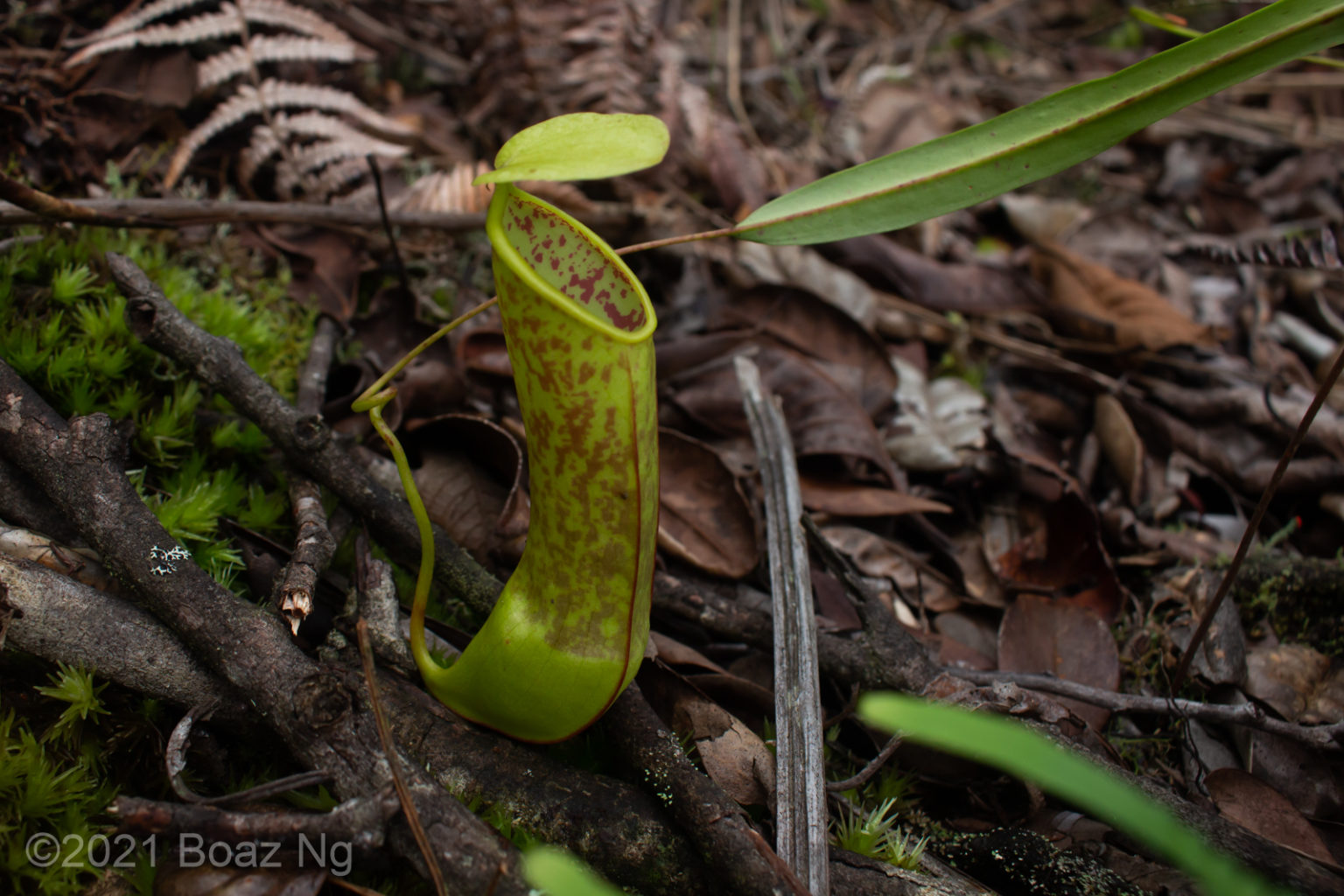Nepenthes tobaica Species Profile - Fierce Flora