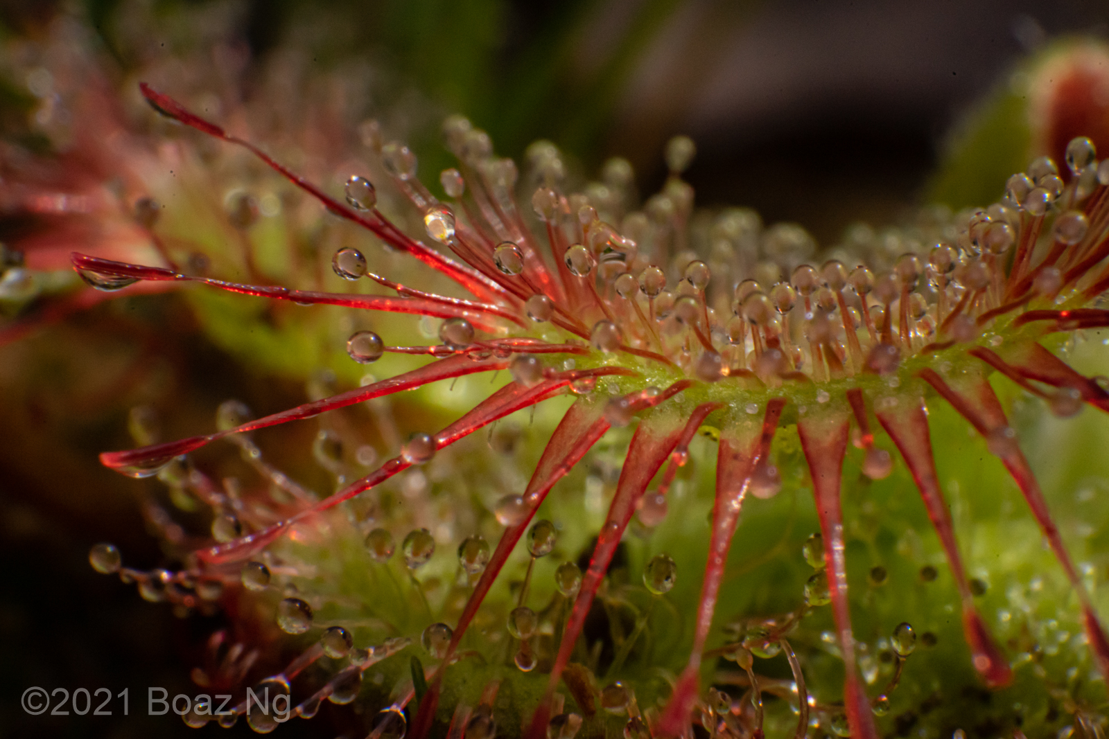 Drosera burmannii in Sydney - Fierce Flora