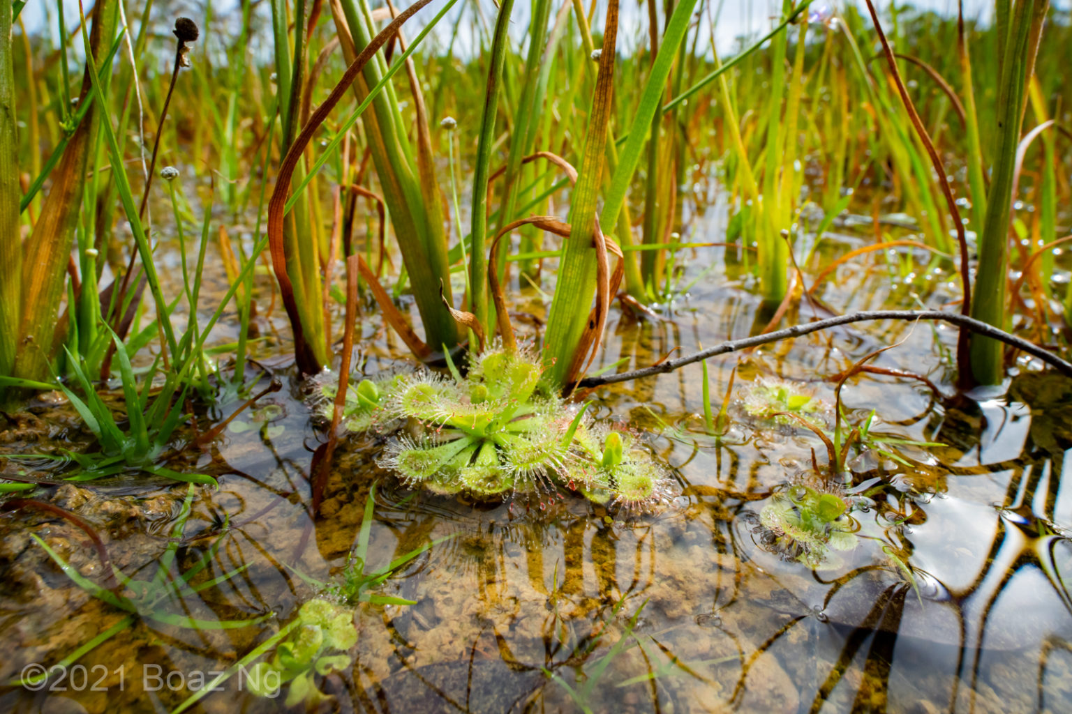 Drosera burmannii in Sydney - Fierce Flora
