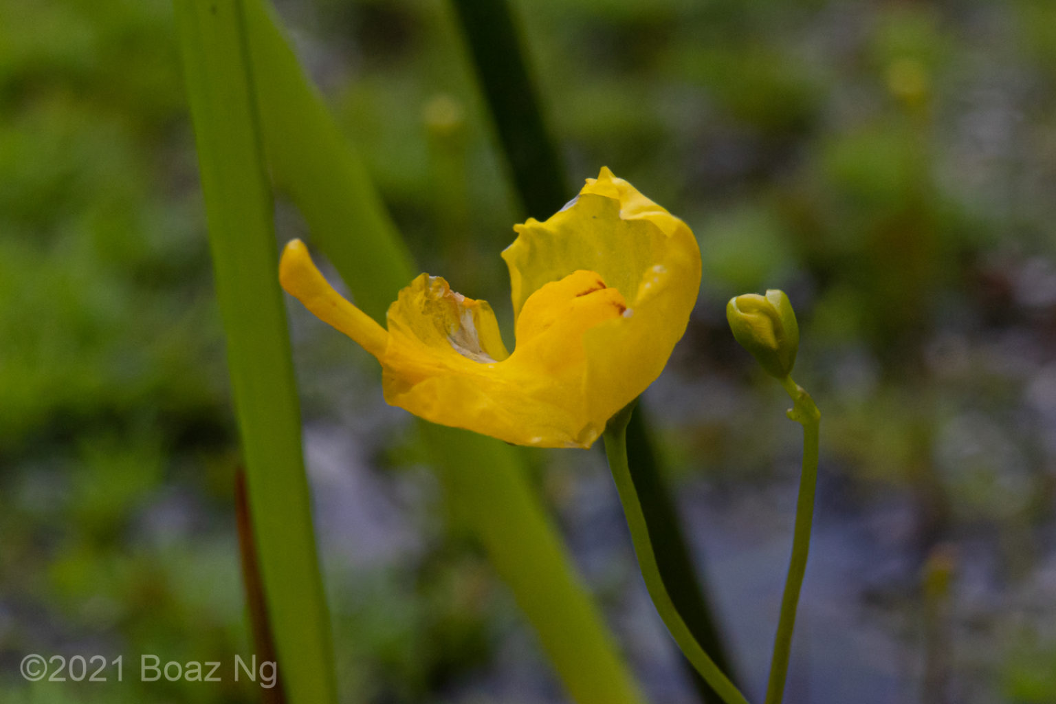 Utricularia gibba Species Profile - Fierce Flora