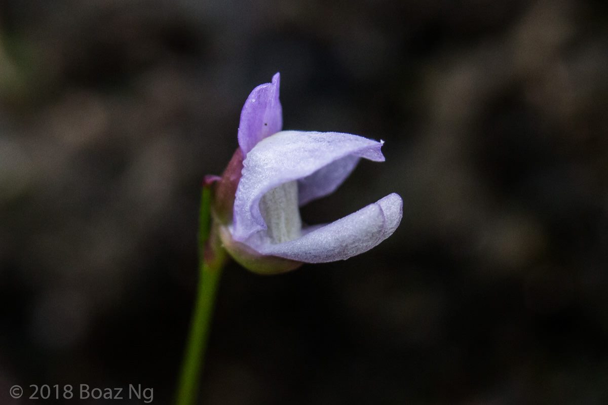 Utricularia lateriflora Species Profile - Fierce Flora